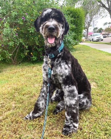 Merle Goldendoodle: Info, Genetics, Traits & FAQ (With Pictures)