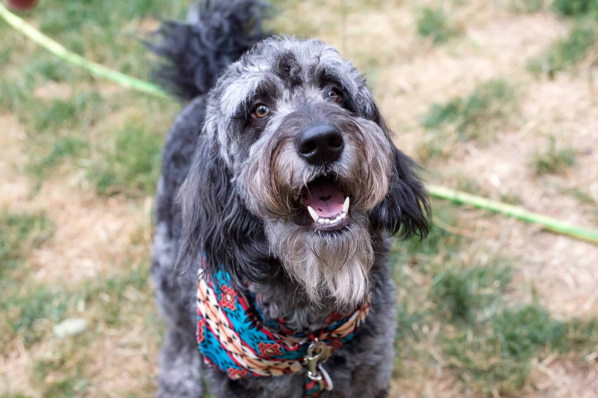 Merle Goldendoodle: Info, Genetics, Traits & FAQ (With Pictures)