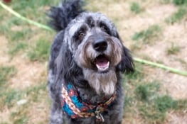 Merle Goldendoodle: Info, Genetics, Traits & FAQ (With Pictures)