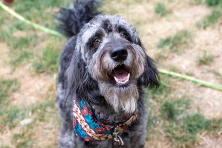 Merle Goldendoodle: Info, Genetics, Traits & FAQ (With Pictures)