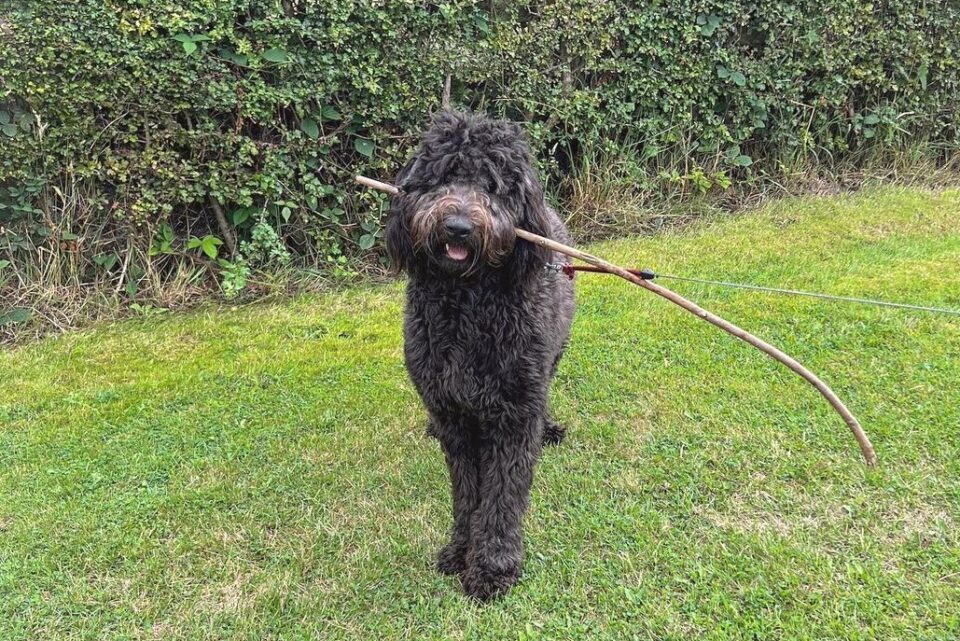 Newfypoo | Dog Breed Information, Pictures, Facts & More