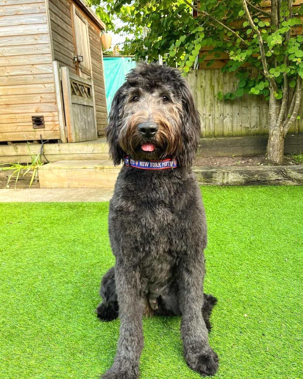 Newfypoo | Dog Breed Information, Pictures, Facts & More