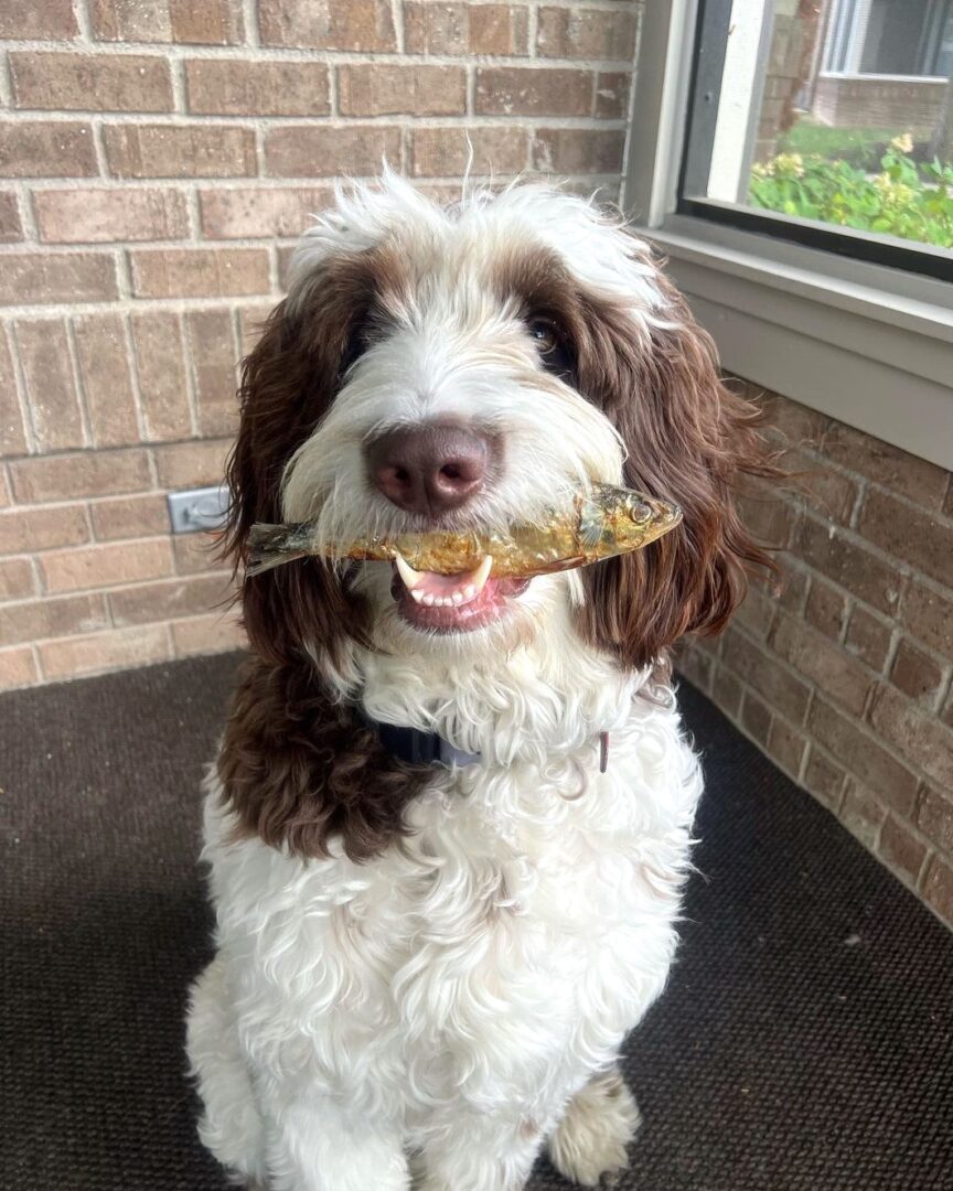 Newfypoo | Dog Breed Information, Pictures, Facts & More