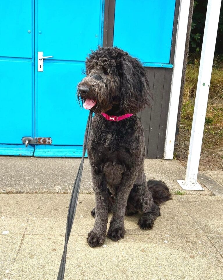 Newfypoo | Dog Breed Information, Pictures, Facts & More