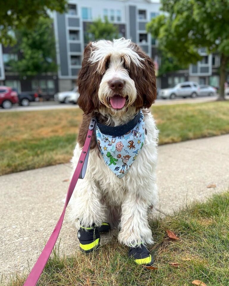 Newfypoo | Dog Breed Information, Pictures, Facts & More