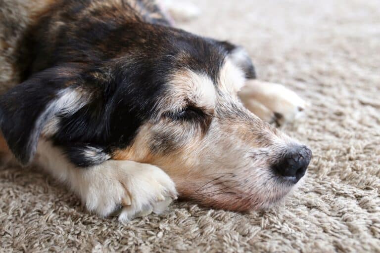 Crusty Dog Noses (Nasal Hyperkeratosis): Causes & Treatments