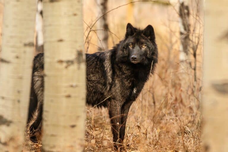 Black Wolf Dog: Everything You Need to Know (With Pictures)