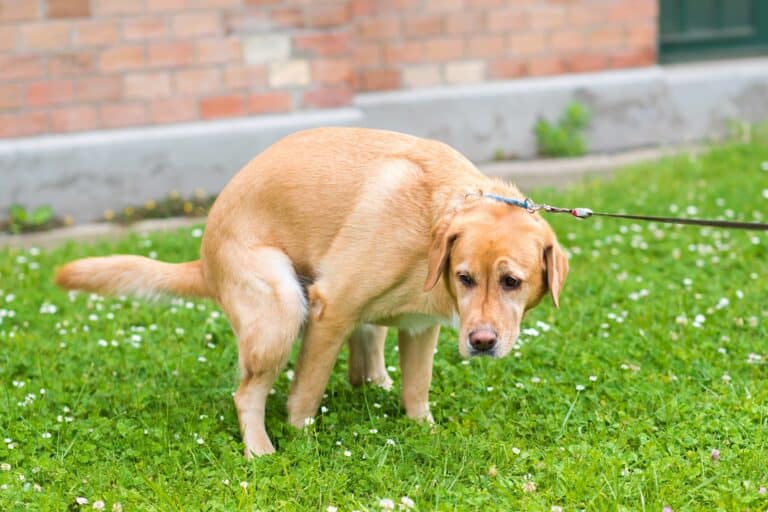 Orange Dog Poop: Causes, Meaning & Treatments (With FAQs)