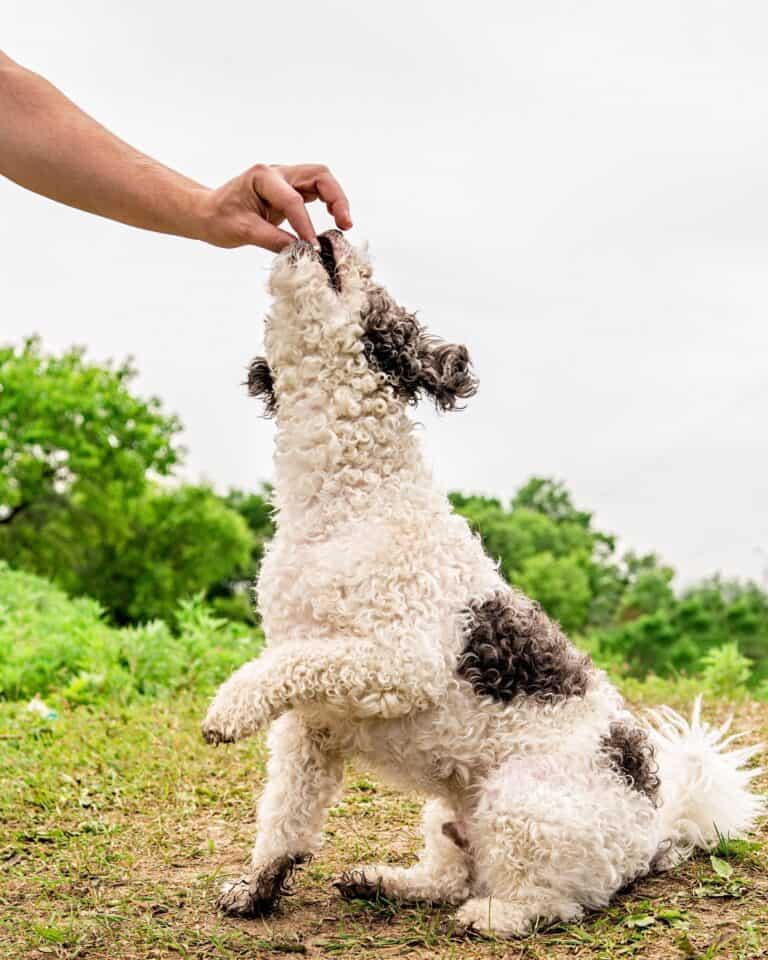 How Much to Feed a Bichon Frise (Puppy & Adult Feeding Chart)