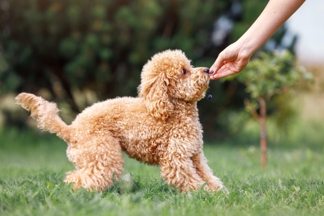 How Much to Feed a Poodle (Puppy & Adult Feeding Chart)