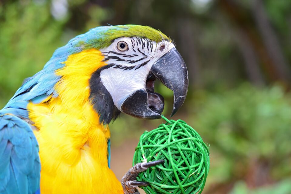 Parrot Tongue Anatomy, Function & Facts (With Pictures)