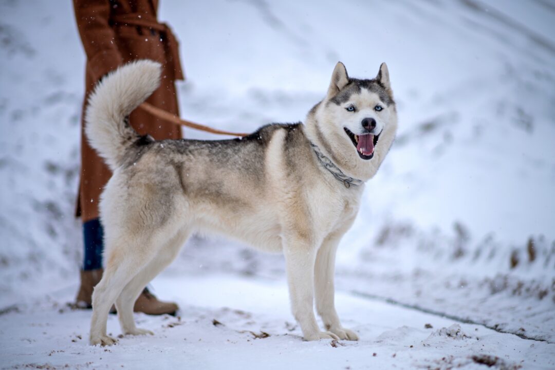 Why Do Huskies Have Curly Tails? Complete Husky Tail Guide