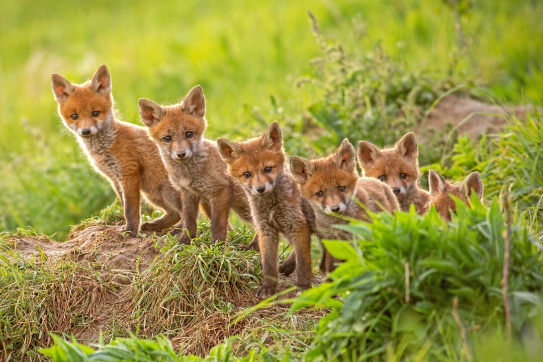 What Is a Baby Fox Called? — Baby Fox Name, Facts & Pictures