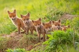 What Is a Baby Fox Called? — Baby Fox Name, Facts & Pictures