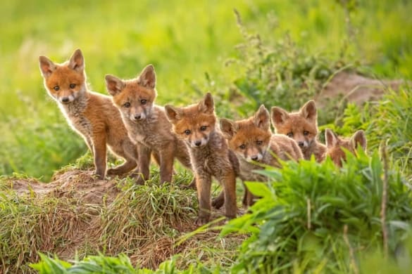 What Is a Baby Fox Called? — Baby Fox Name, Facts & Pictures