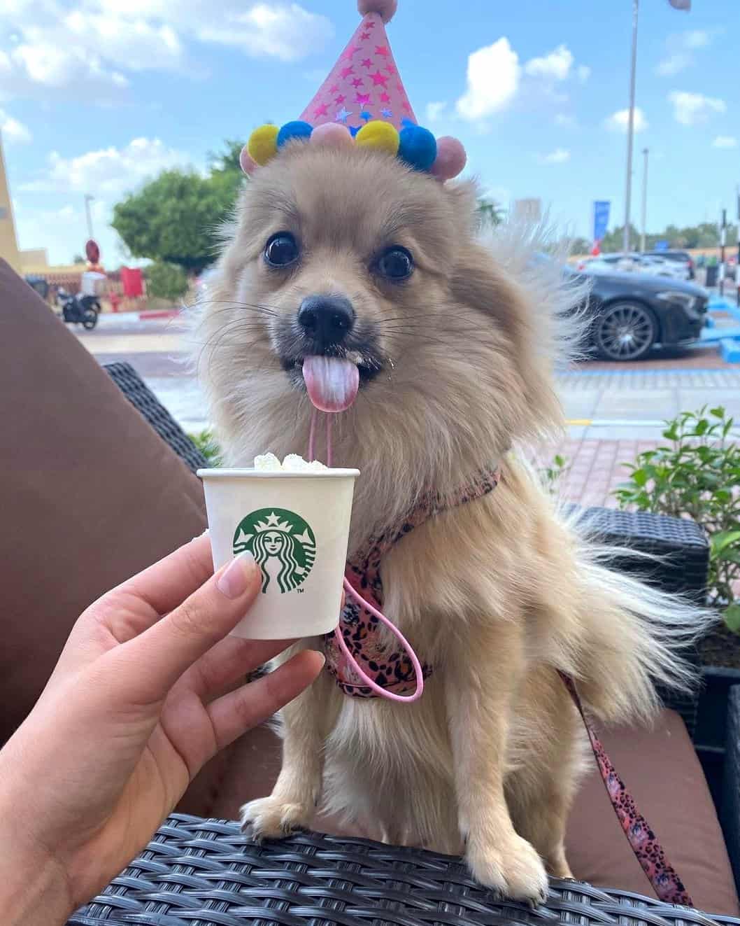 What Is a Starbucks Puppuccino? - Cost, Ingredients & FAQs