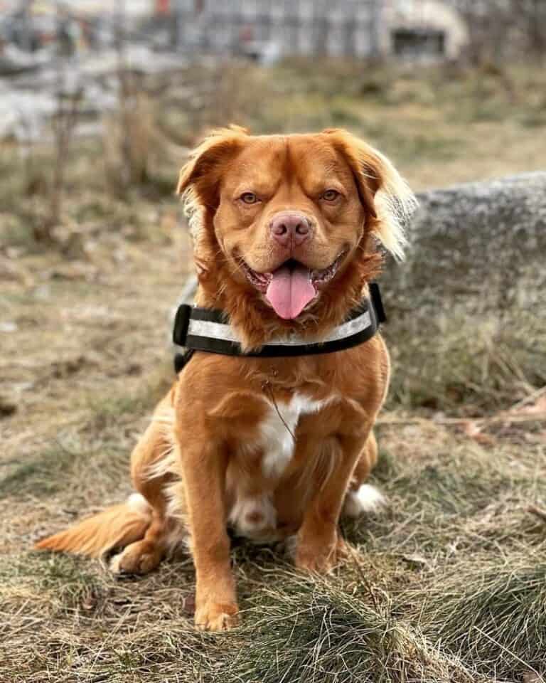 Golden Retriever Pitbull Mix: Info, Pictures, Facts, FAQs & More