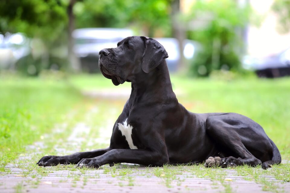 Black Great Dane: Facts, Traits, Genetics & More (With Pictures)