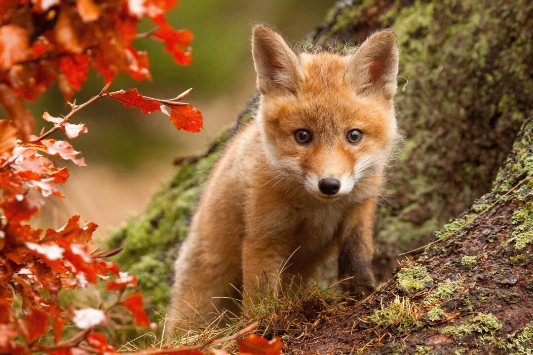 70+ Cute Baby Foxes to Brighten Your Day (With Pictures)