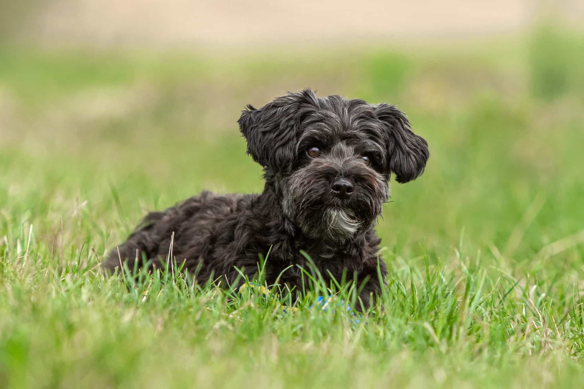 Black Yorkie: Facts, Genetics, Traits & More (With Pictures)