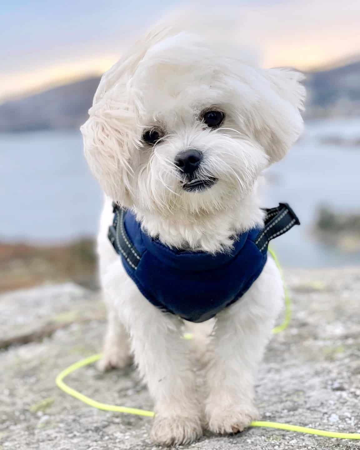 White Maltipoo: The Ultimate Guide to This Fluffy White Dog