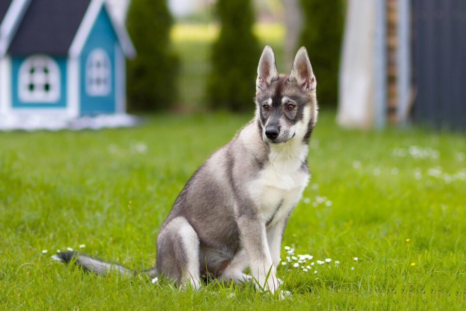 Shepsky (German Shepherd & Husky Mix) Info, Pictures, Facts, FAQs & More