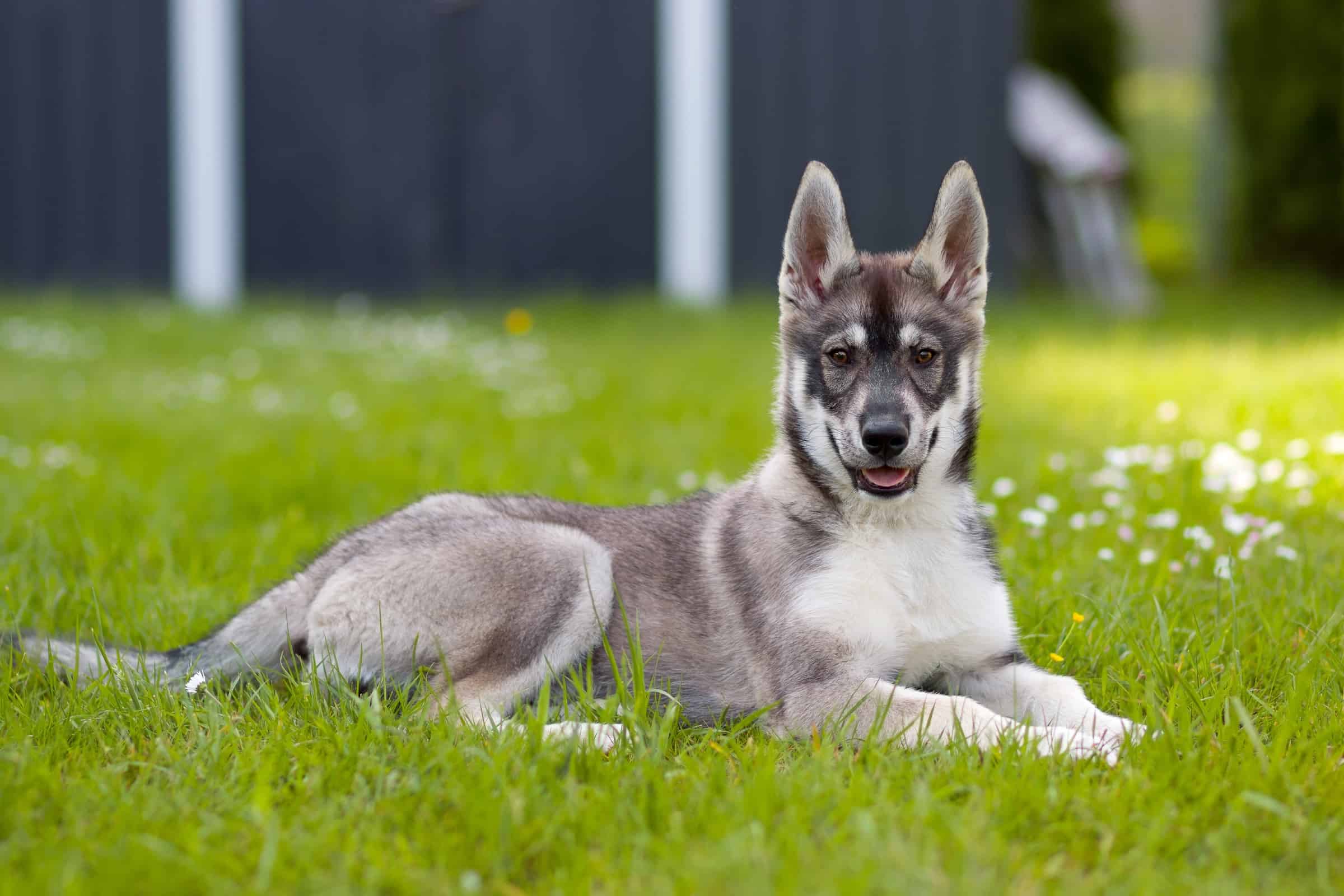Shepsky (German Shepherd & Husky Mix) Info, Pictures, Facts, FAQs & More