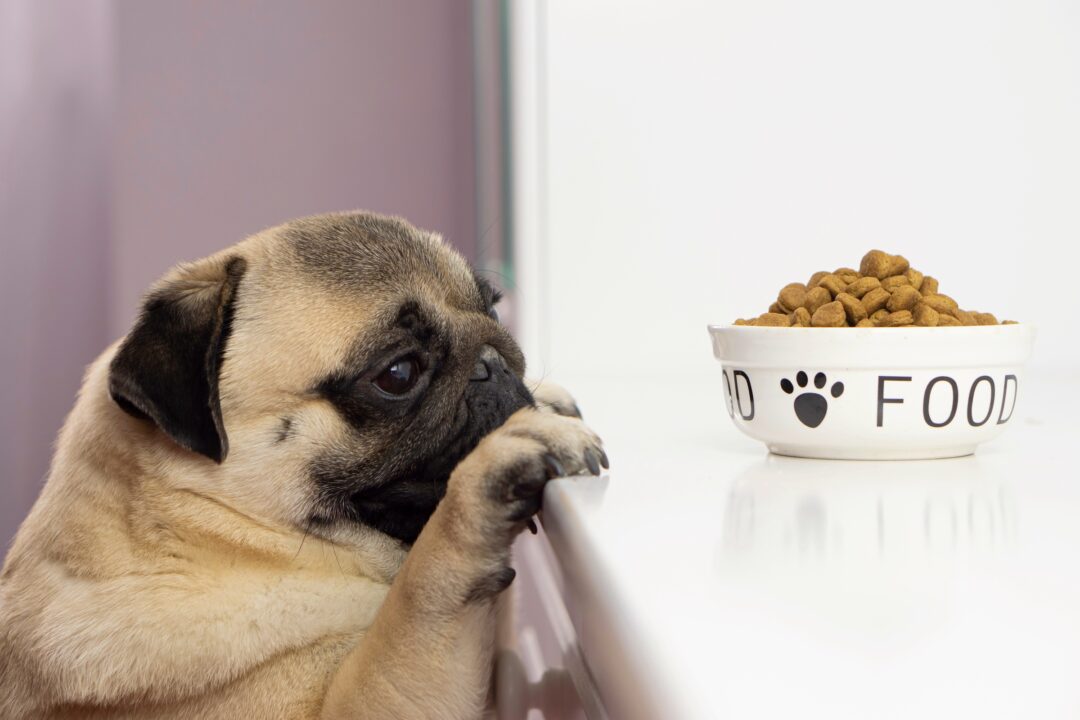 How Much to Feed a Pug (Puppy & Adult Feeding Chart)