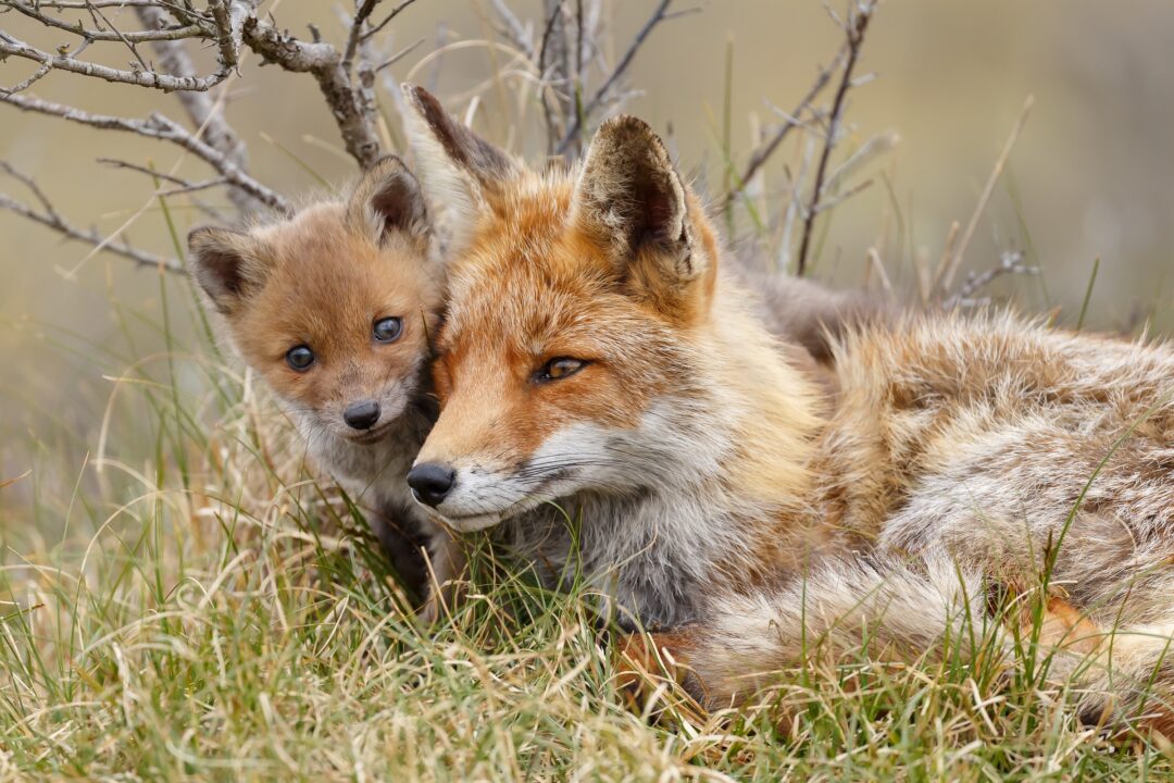 70+ Cute Baby Foxes to Brighten Your Day (With Pictures)
