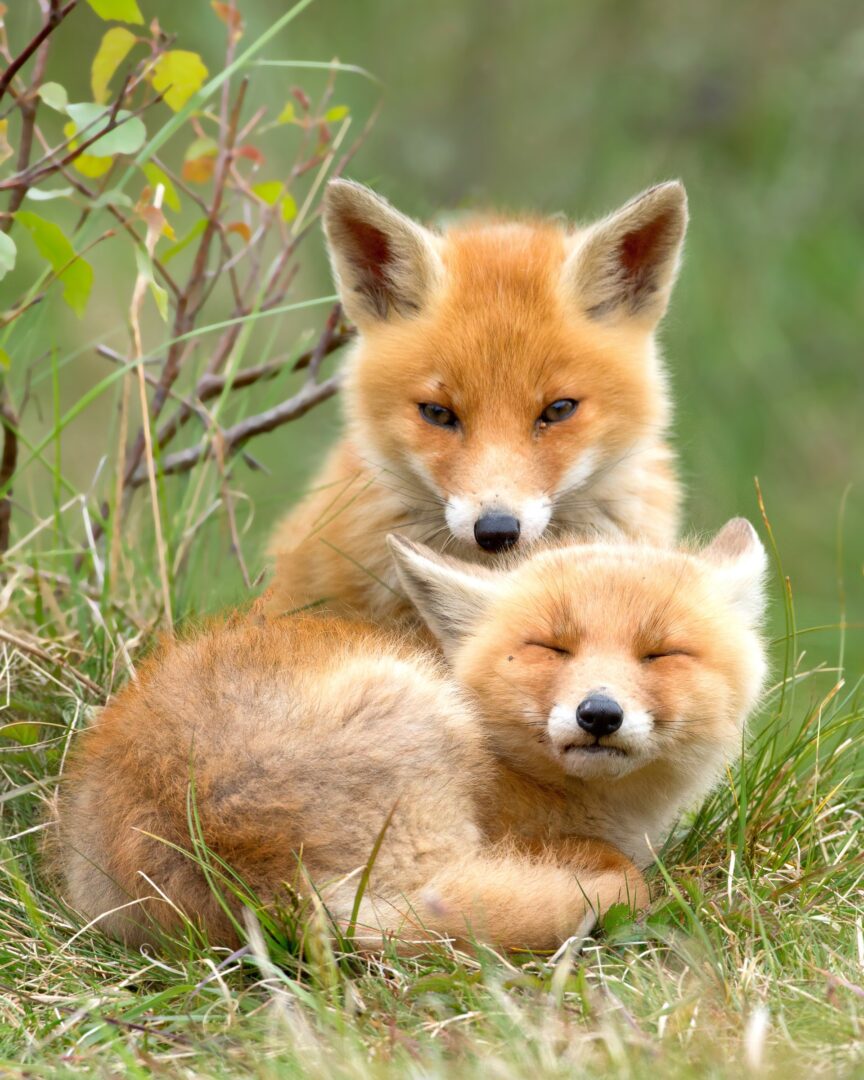 70+ Cute Baby Foxes to Brighten Your Day (With Pictures)
