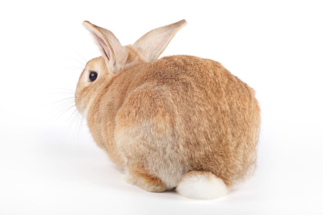 Rabbit Tail Anatomy, Function, Facts & FAQs (With Pictures)
