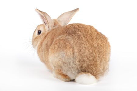 Rabbit Tail Anatomy, Function, Facts & FAQs (With Pictures)
