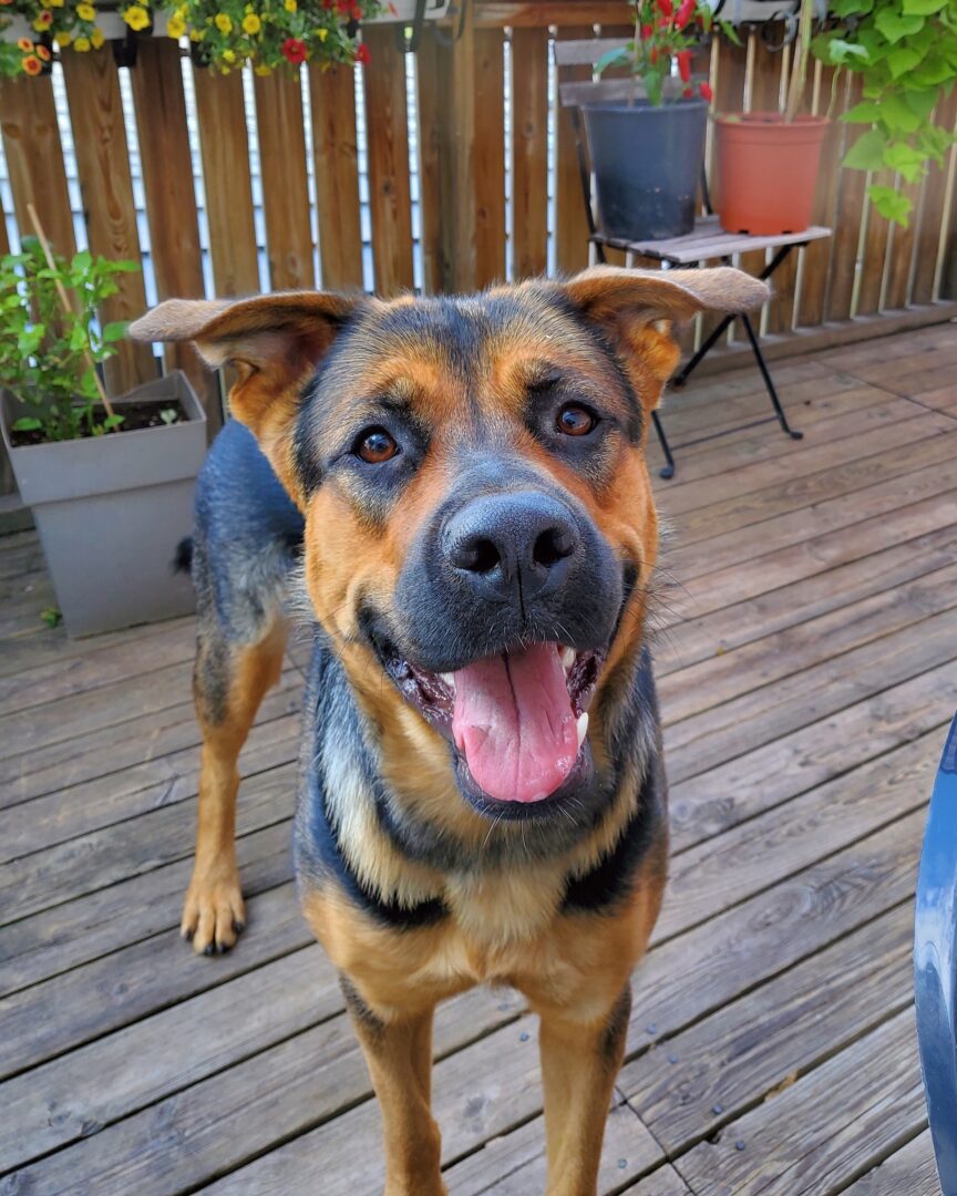 Shepweiler (German Shepherd & Rottweiler Mix) Info, Pictures, Facts ...