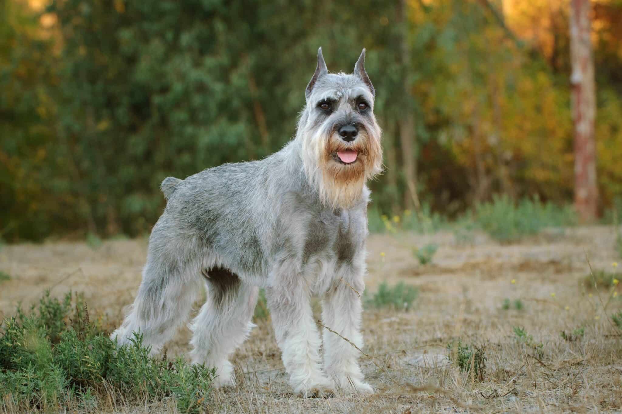 Schnauzer Ear Cropping: Everything You Need to Know