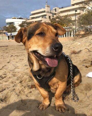 Walrus Dog (Shar-Pei & Basset Hound Mix) Info, Pictures, Facts, FAQs & More