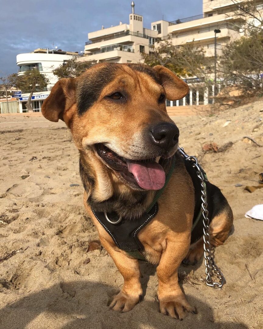 Walrus Dog (Shar-Pei & Basset Hound Mix) Info, Pictures, Facts, FAQs & More