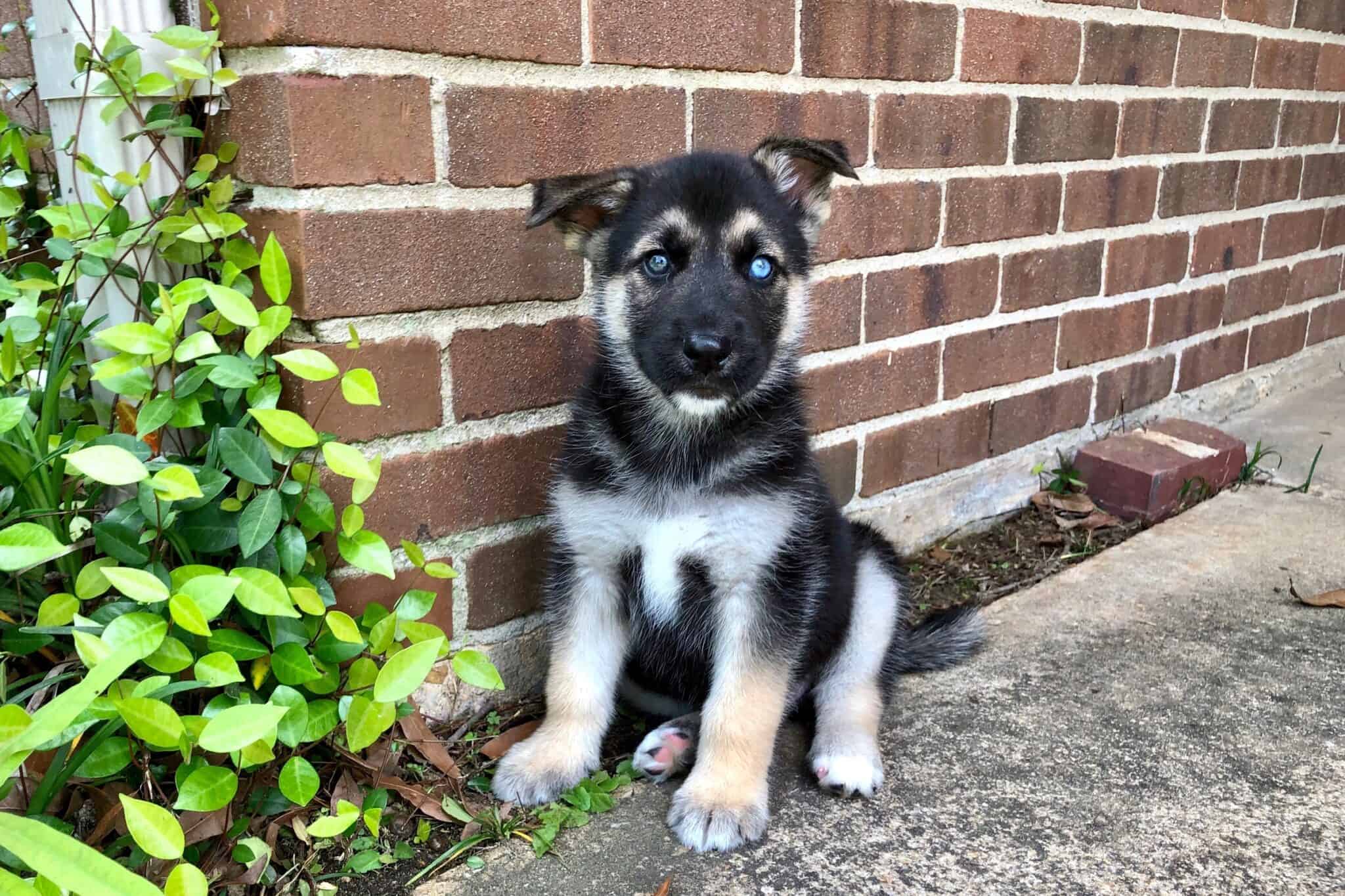 Shepsky (German Shepherd & Husky Mix) Info, Pictures, Facts, FAQs & More