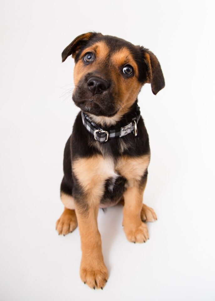 Shepweiler (German Shepherd & Rottweiler Mix) Info, Pictures, Facts ...