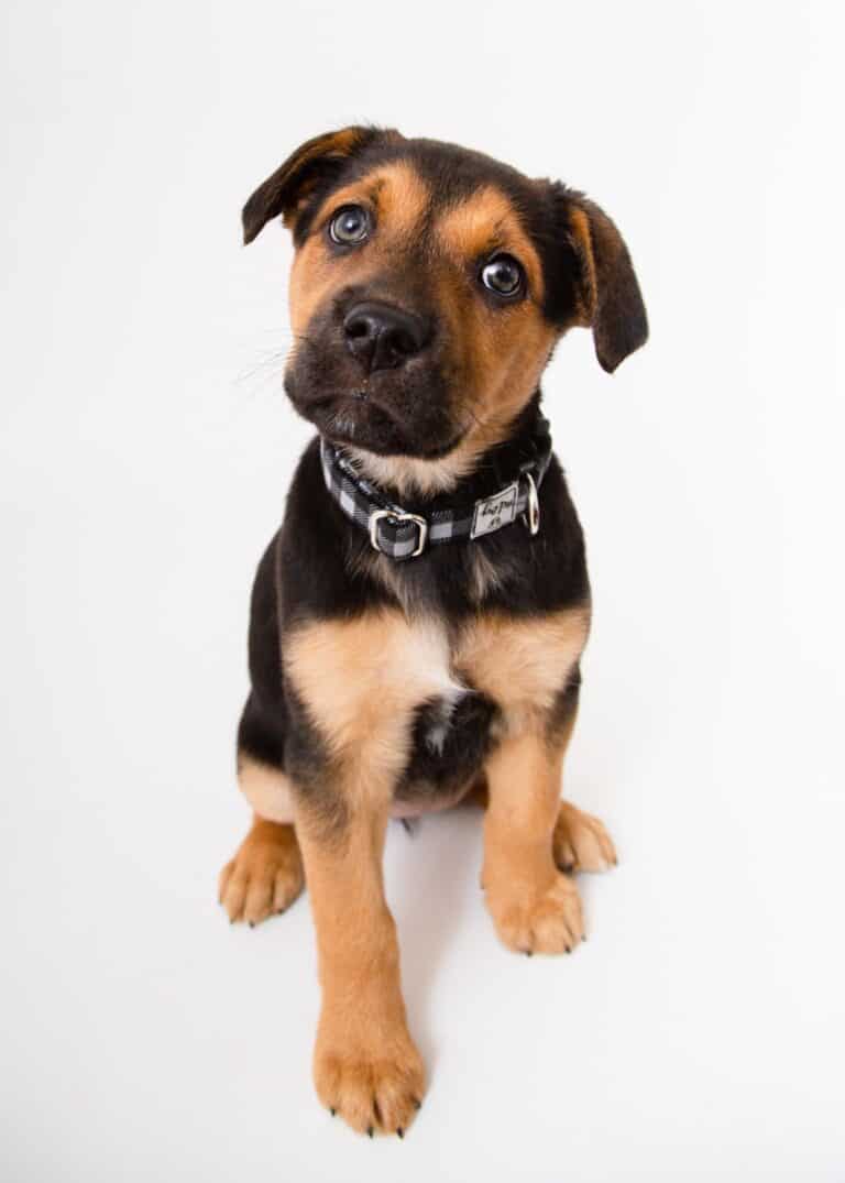 Shepweiler (German Shepherd & Rottweiler Mix) Info, Pictures, Facts ...