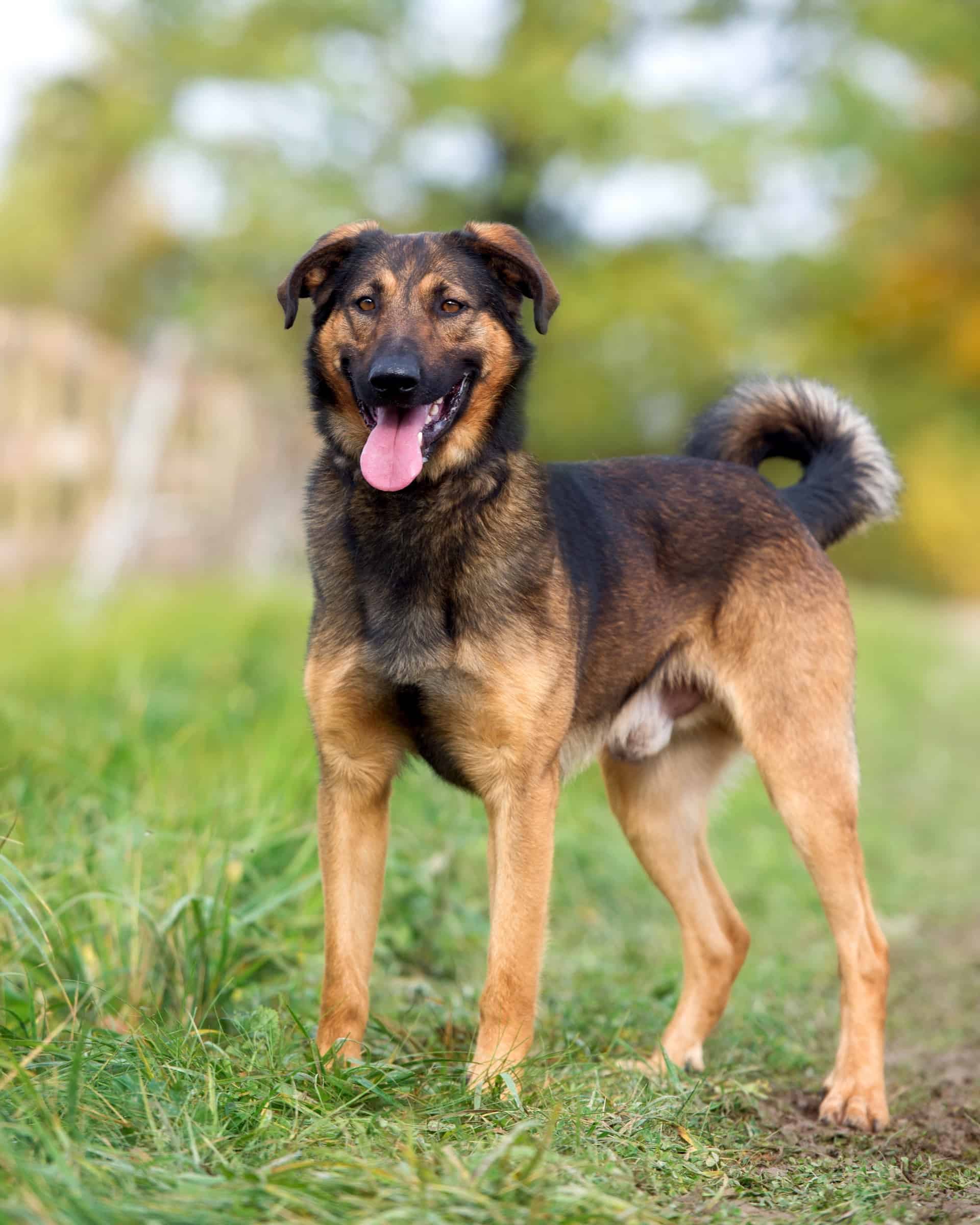 Shepweiler (German Shepherd & Rottweiler Mix) Info, Pictures, Facts ...