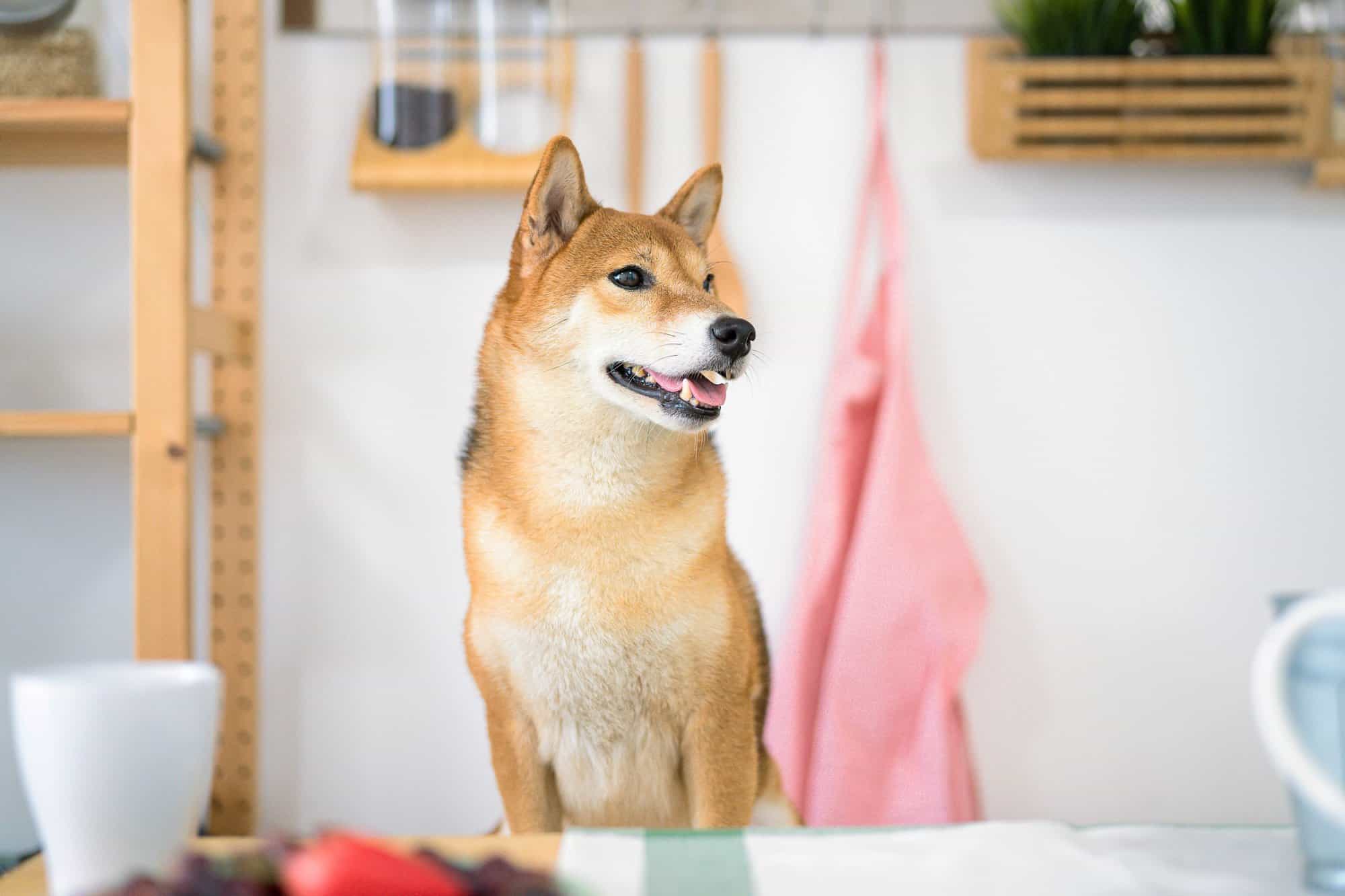 How Much to Feed a Shiba Inu (Puppy & Adult Feeding Chart)