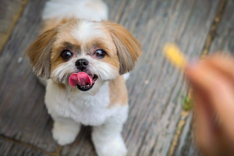 How Much to Feed a Shih Tzu (Puppy & Adult Feeding Chart)