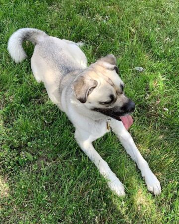 Husky Pug Mix (Hug Dog) Info, Pictures, Traits, Facts & FAQs