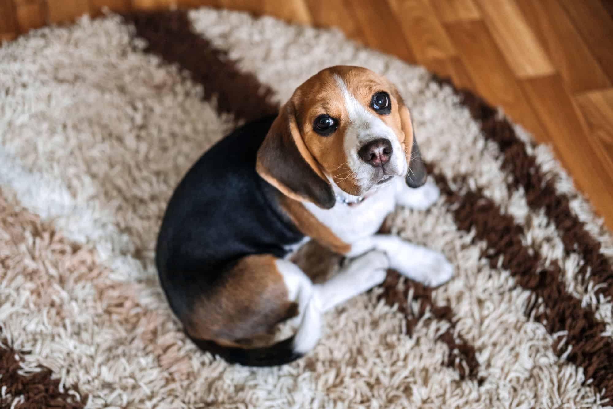 How to Cure Parvo at Home for Dogs (Without a Vet)