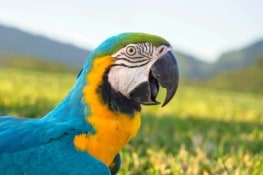 Parrot Tongue Anatomy, Function & Facts (With Pictures)