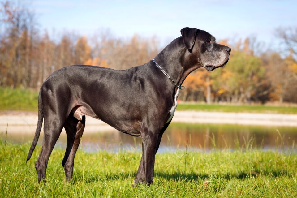 Black Great Dane: Facts, Traits, Genetics & More (With Pictures)