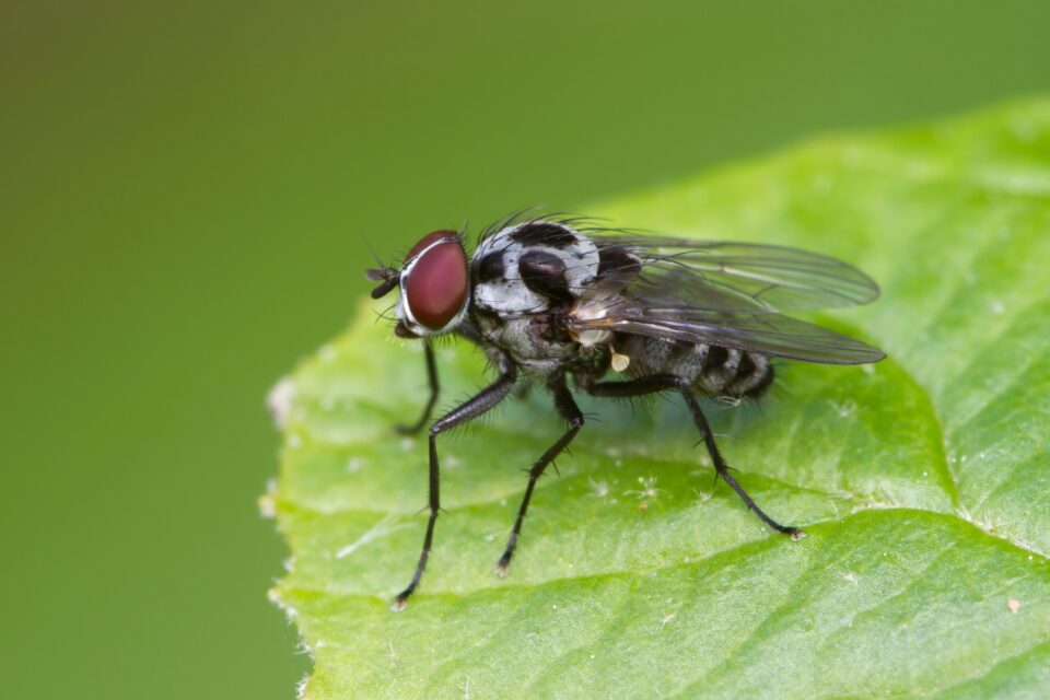 Black Fly Bites on Dogs: Symptoms & Treatments (With FAQs)