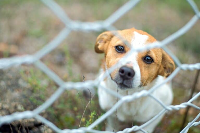 How to Build a Chicken Wire Dog Fence (8 Easy Steps)