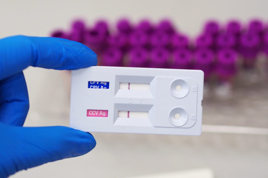 How to Cure Parvo at Home for Dogs (Without a Vet)