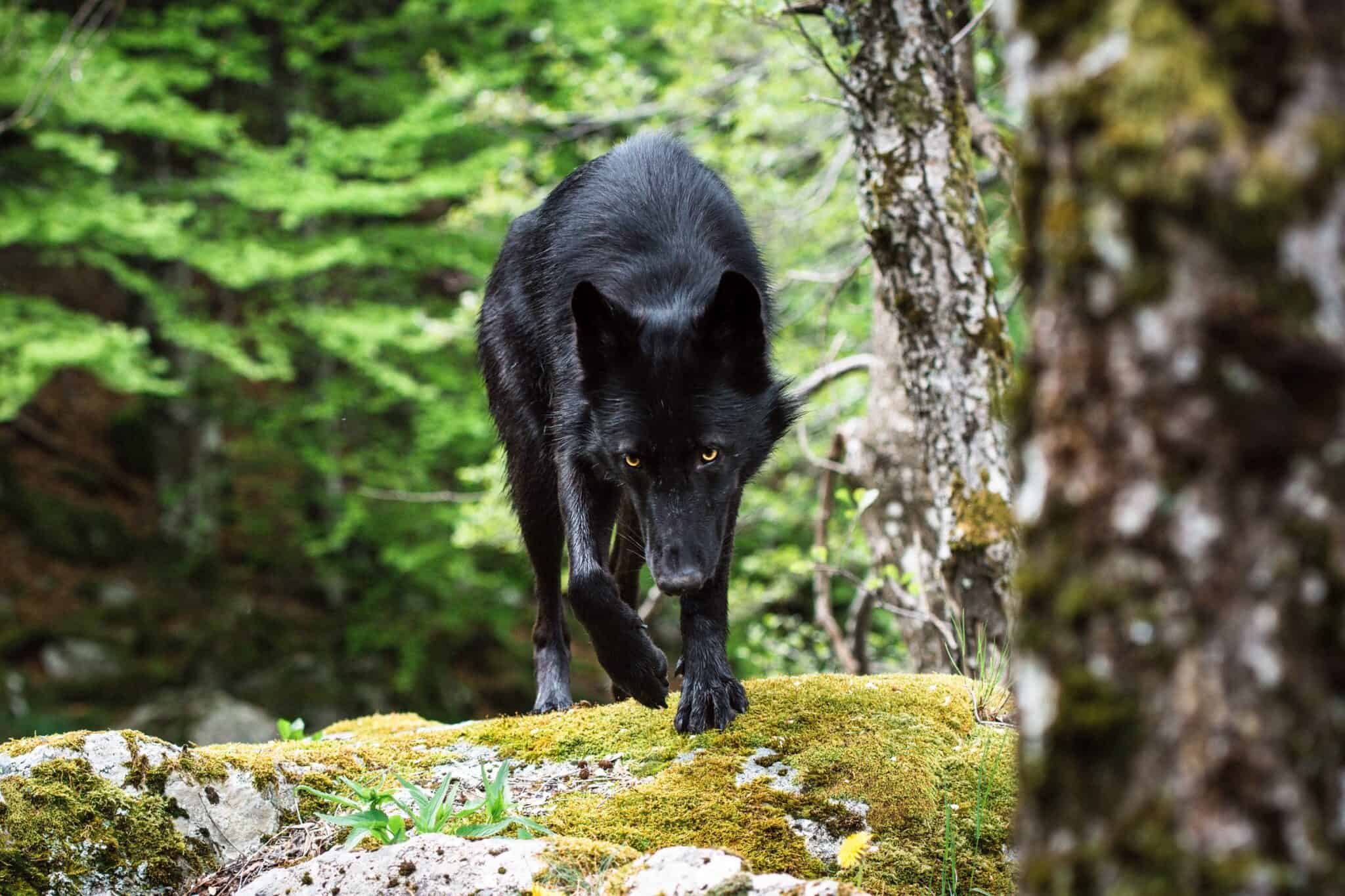 Black Wolf Dog: Everything You Need to Know (With Pictures)